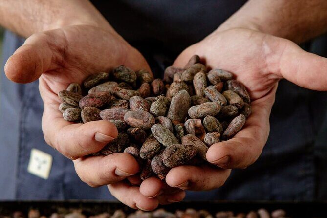 The Turin Chocolate Factory Guided Tour & Tasting - What Travelers Can Expect