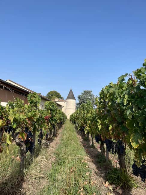 The vertical at Château Cruzeau - The Charm of Château Cruzeau’s Location