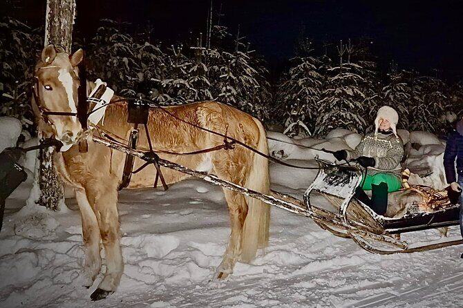 Traditional Finnhorse Sleigh Ride at SCV (3km) - Who Will Love This Experience?
