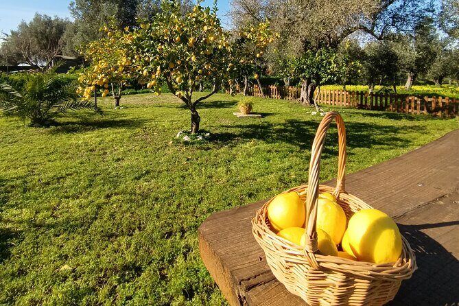 Tropea Lemon Experience - What to Expect from the Tropea Lemon Experience