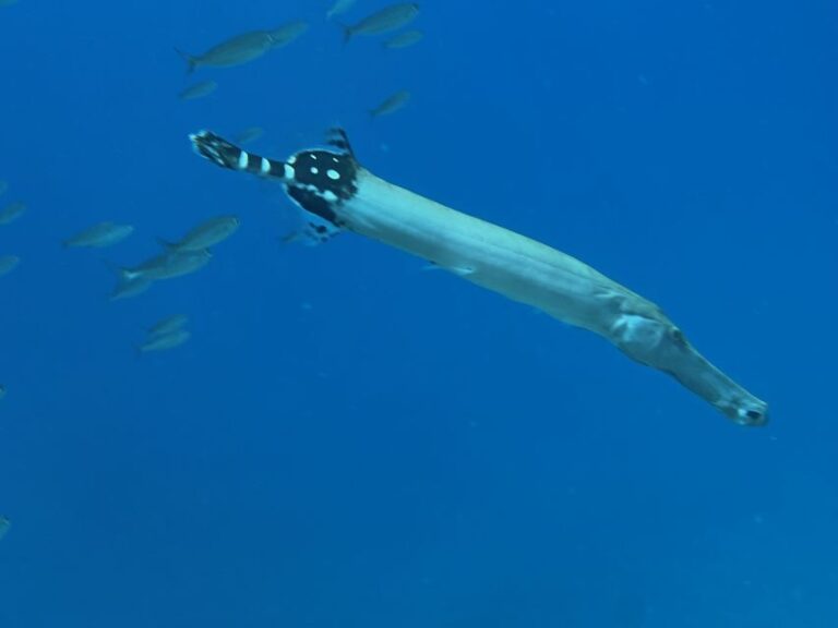 Try diving for the first time in turtle area - The Value of the Experience