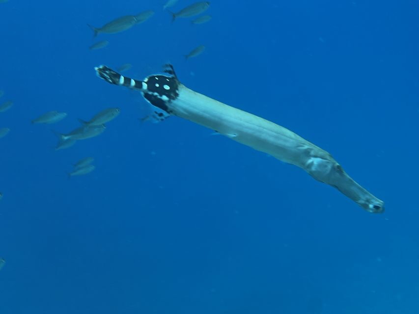 Try diving for the first time in turtle area - The Value of the Experience