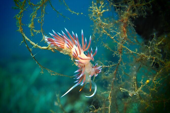 Try Scuba Diving for Beginners by Boat on Diaporos Island - The Scuba Experience: What Makes It Special