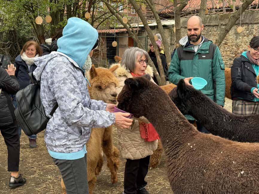 Turin: Meet the Monviso Alpacas at the Educational Farm with a Guide - The Sum Up
