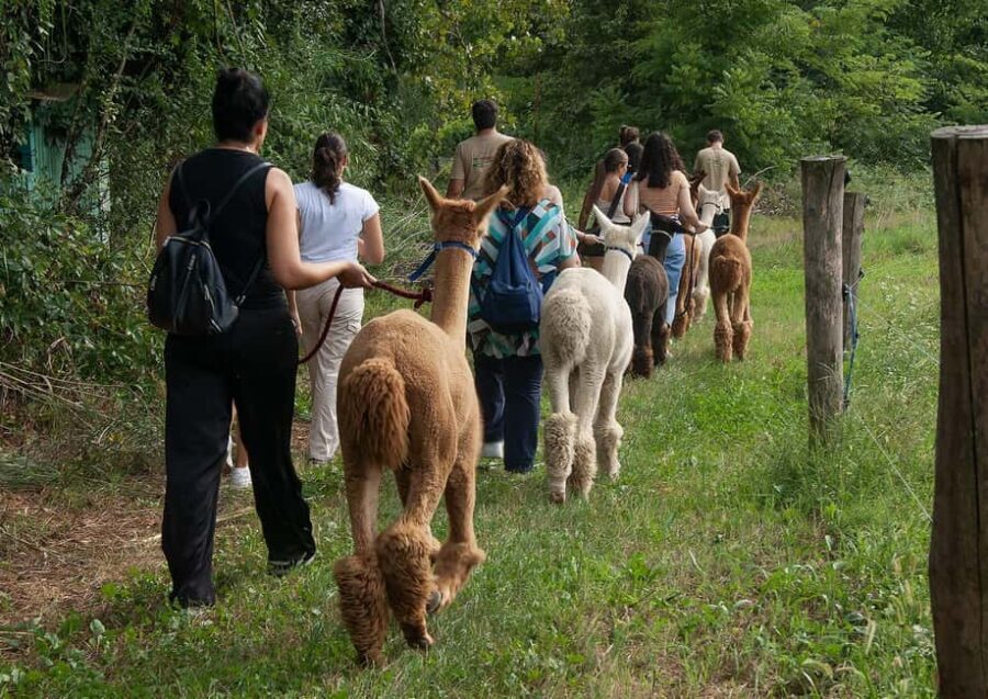Turin: Walk with Monviso Alpacas in a green city park - Practical Details That Matter