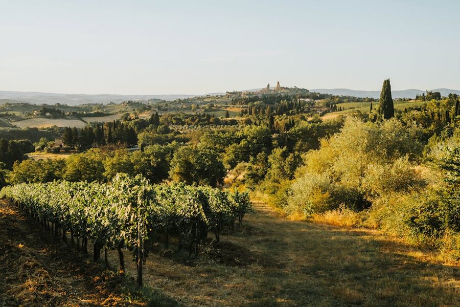 Rolling Tuscan vineyards bathed in sunset light