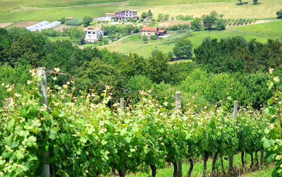 Txakoli vineyards in the Basque Country