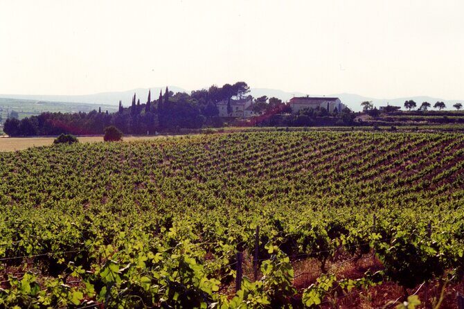 Utiel-Requena Excursion: Uncover the Flavors of Valencia's Wine - Practical Details and What to Expect