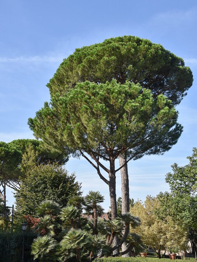 Umbrella pines in Vatican Gardens