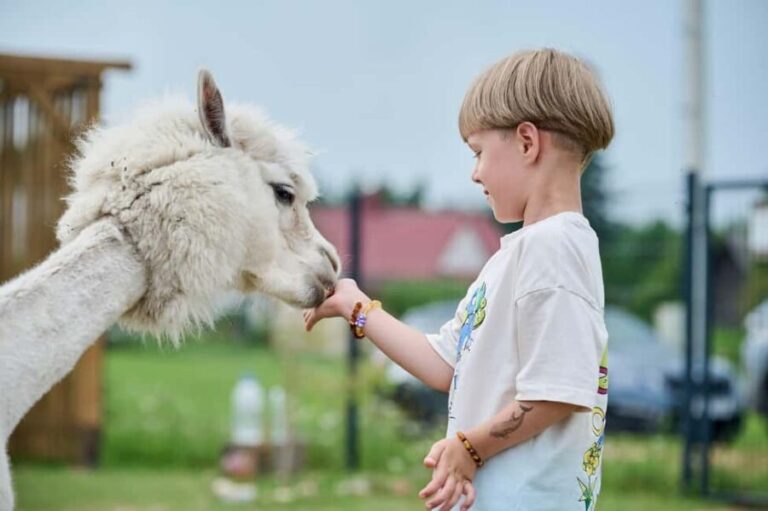 Vilnius-Trakai: Private Alpaca Farm Tour - Why This Tour Works