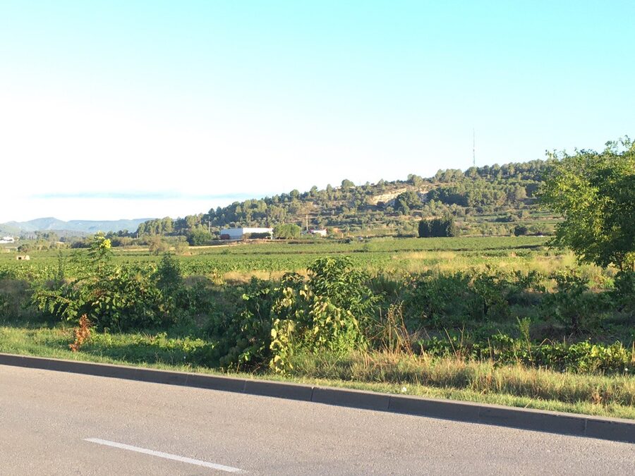 Vineyards just outside Vilafranca del Penedes Catalonia