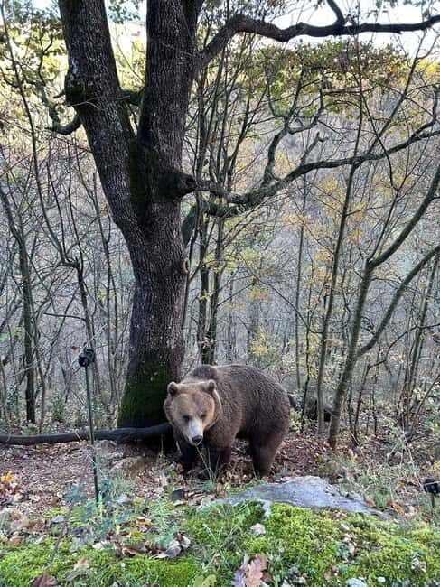 Visit to the bear wildlife area and the medieval tower - Practical Details and Value