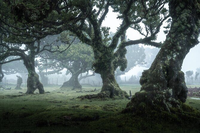 Walk - Levada of Alecrim - Why This Tour Offers Great Value