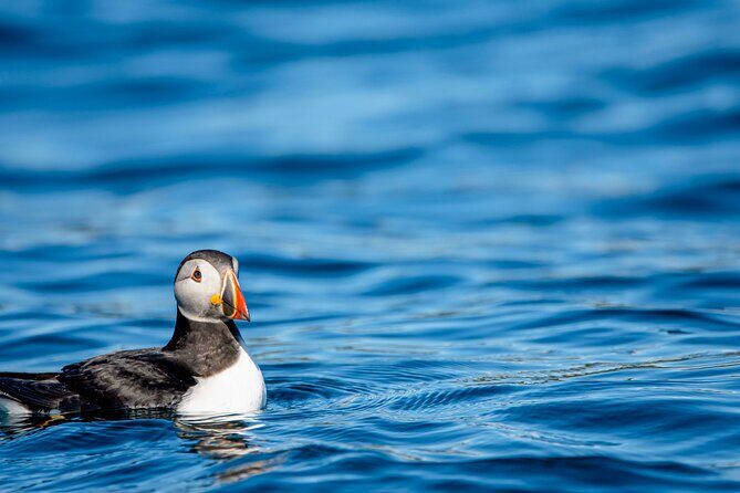 Whale safari with Puffins and Muffins (Andøy, Vesterålen) - Who Should Consider This Tour?