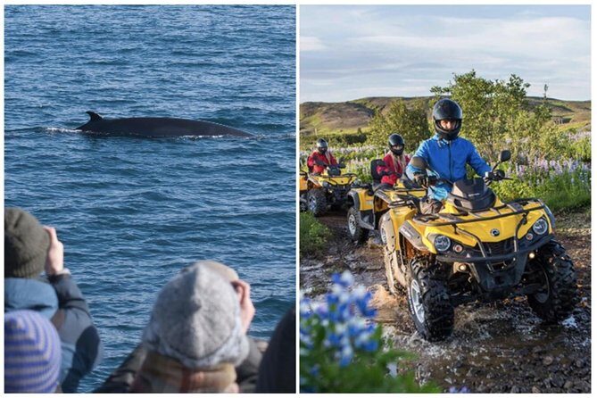 Whale Watching & ATV Adventure from Reykjavik - The Value of the Experience