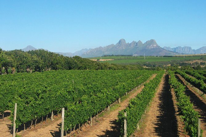 Wine & Cava Penedes Tour: Wineries, Wine Tasting and Tapas - Who Would Love This Tour?