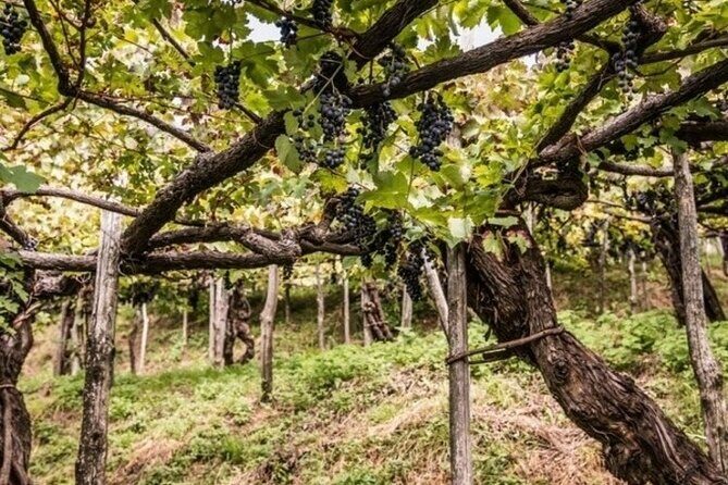 Wine tasting at the Apicella winery - Pricing and Value