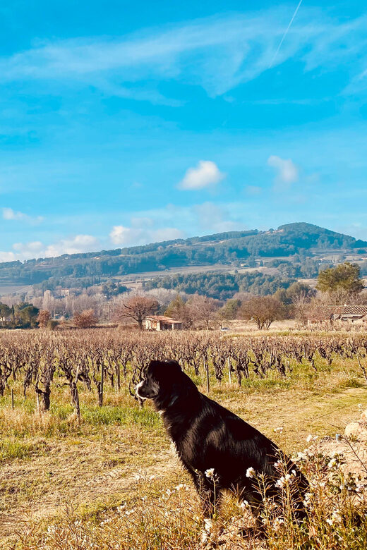 Wine Tasting Saint-Florent & Patrimonio - Why This Tour Offers Excellent Value
