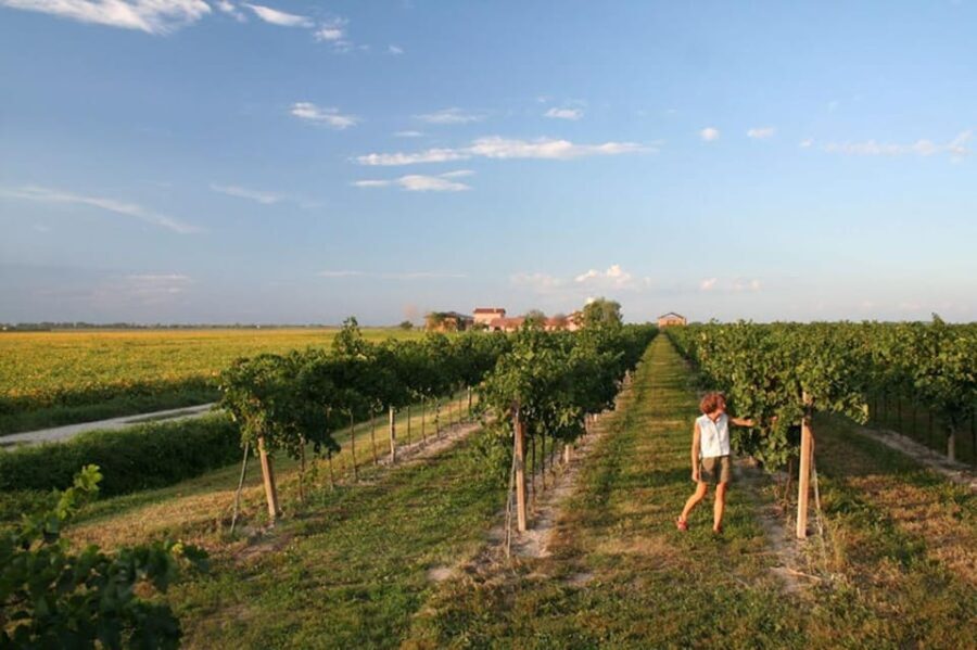 Wine Tour in the Hemingway lands close to Caorle Lagoon - The Guided Vineyard Tour