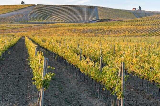 Wine Tuk Tour Siena - An In-Depth Look at the Siena Wine Tuk Tour
