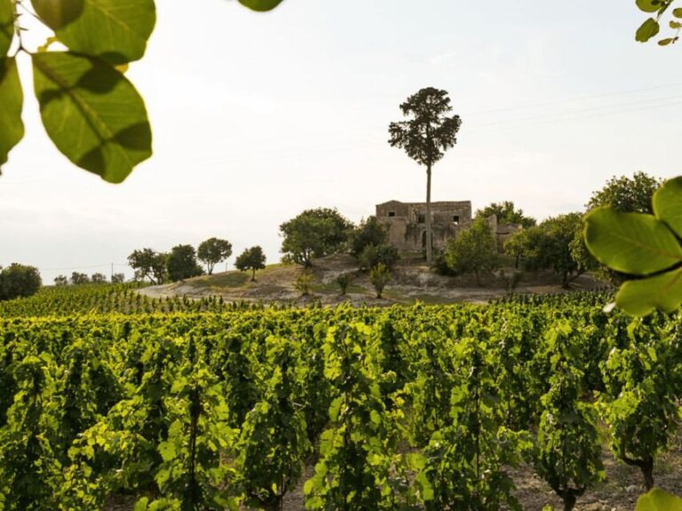 Winery Visit & Tasting near Grosseto with 6 wines - Summing up: Is This Tour Right for You?