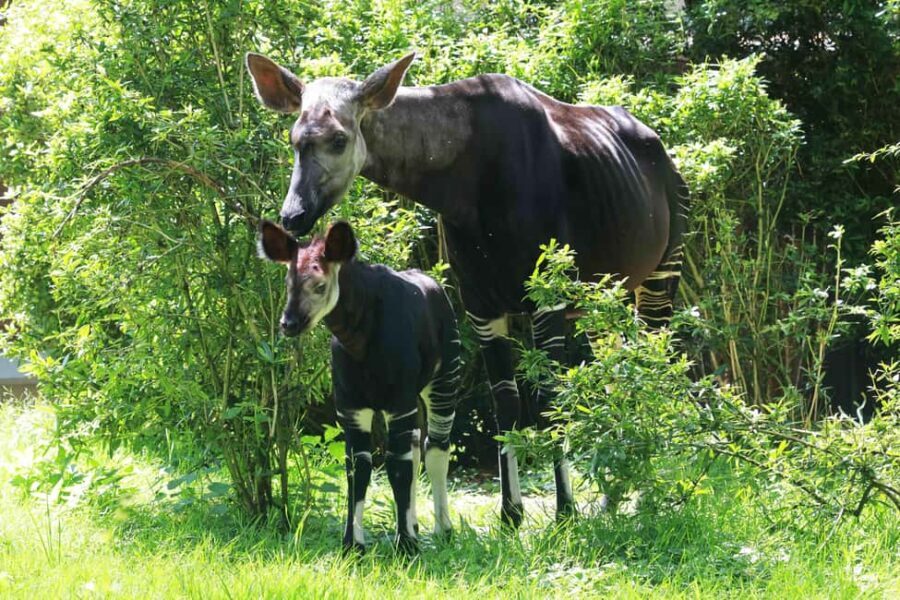 Wuppertal: Admission to the Green Zoo Wuppertal - Final Thoughts on Value and Experience