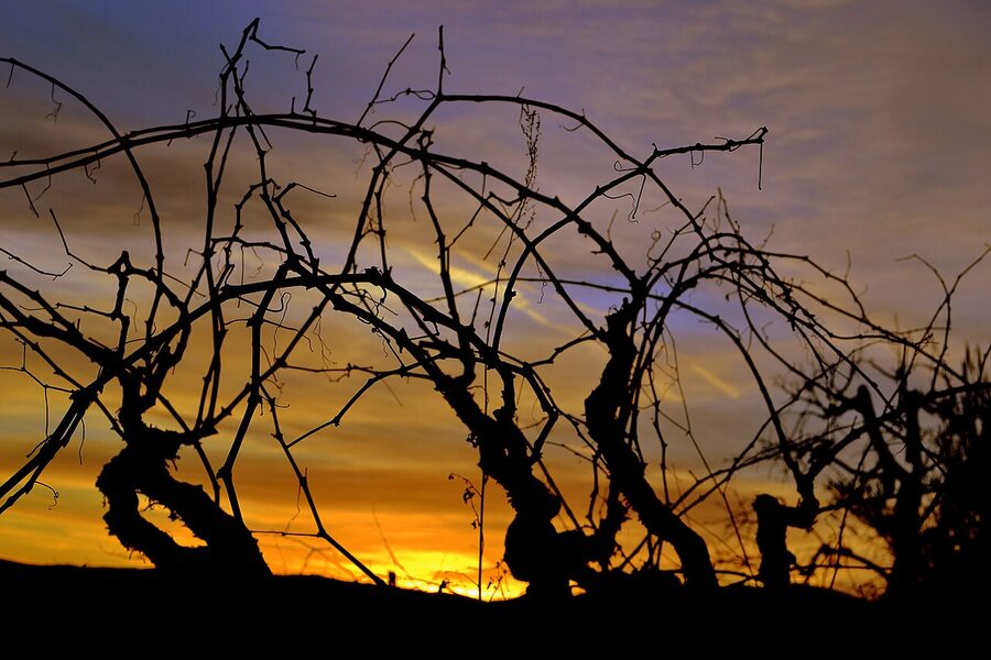 Xarel-lo grapes ripening in a Penedes vineyard at sunset